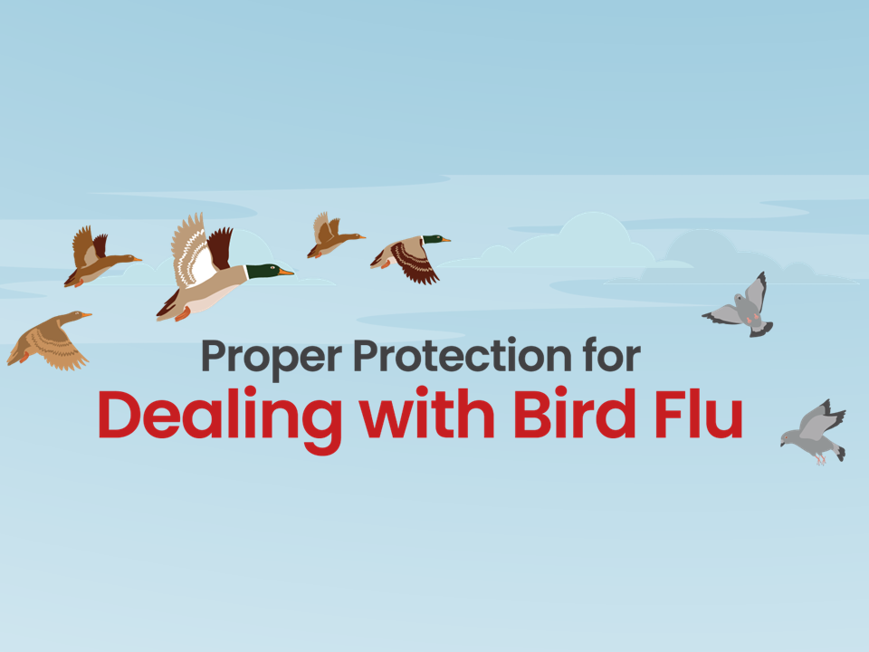 Proper Protection for Dealing with Bird Flu - Coverall Academy