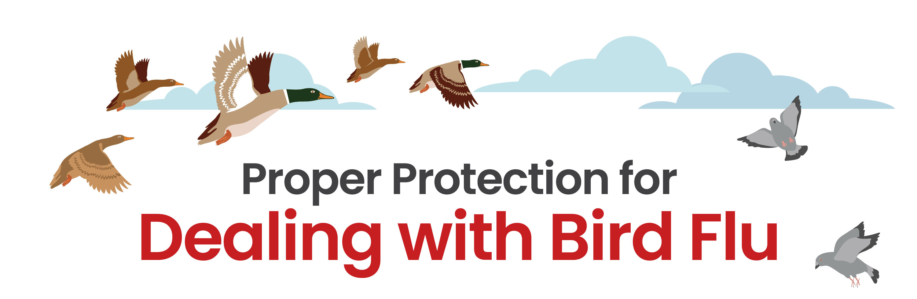 Proper Protection for Dealing with Bird Flu - Coverall Academy